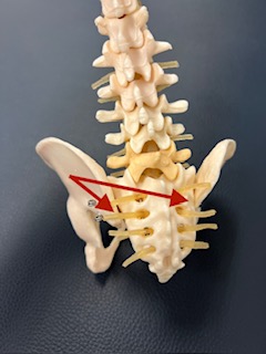 Managing Sacroiliac Joint Dysfunction: Relief and Exercises - ATLANTIC ...